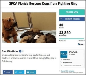 10+ Amazing Fundraising Ideas for Pets and Animals